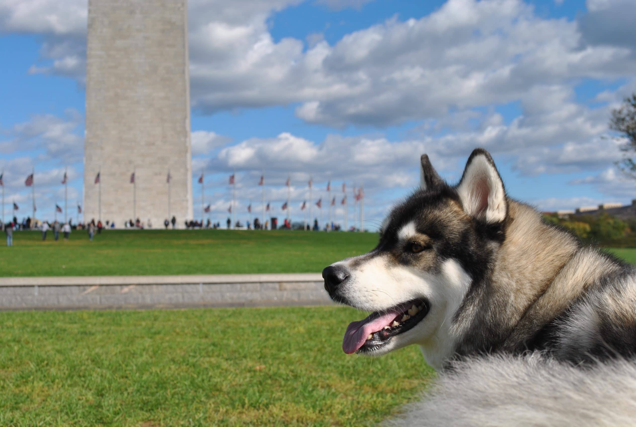 Your favorite guide to Washington, DC - Try This There