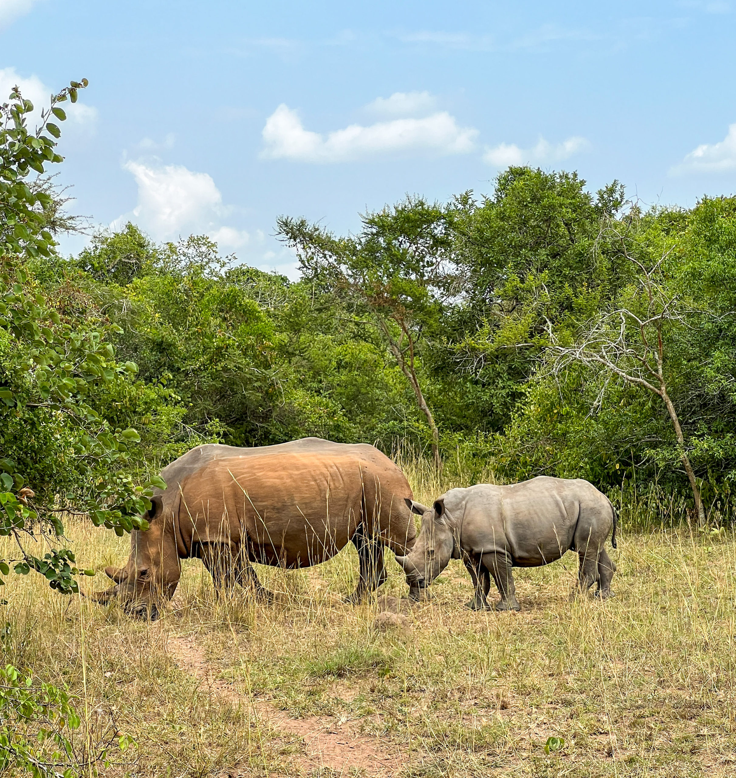 Ultimate Safari Experience in Uganda - Try This There